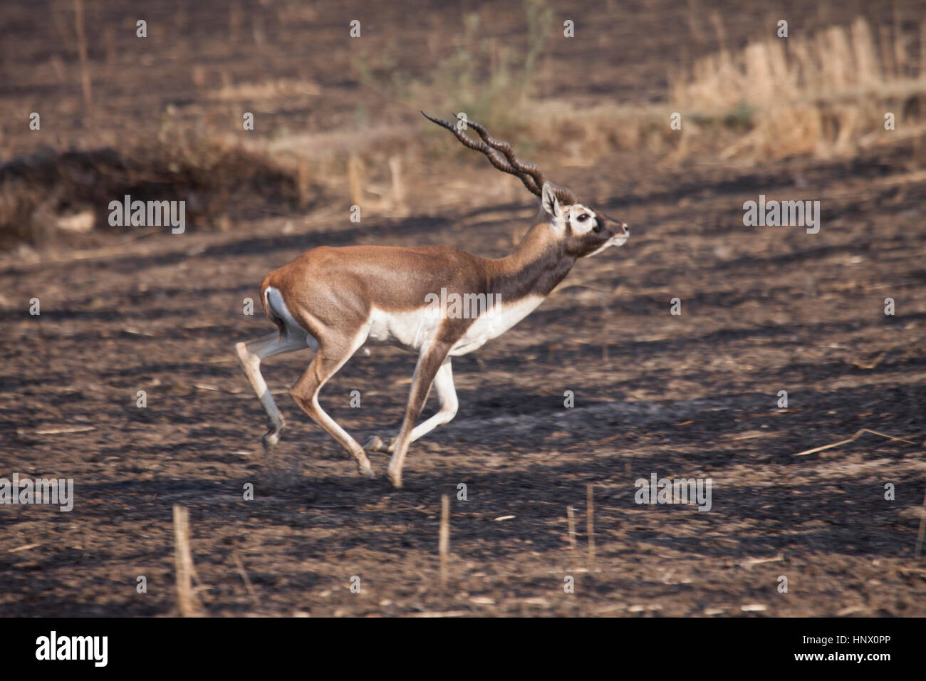 Black buck hi-res stock photography and images - Alamy
