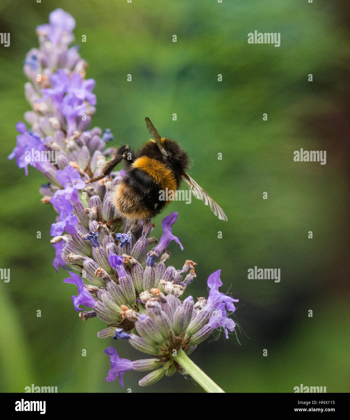 Bumble Bee collecting pollen from the garden flower Stock Photo - Alamy