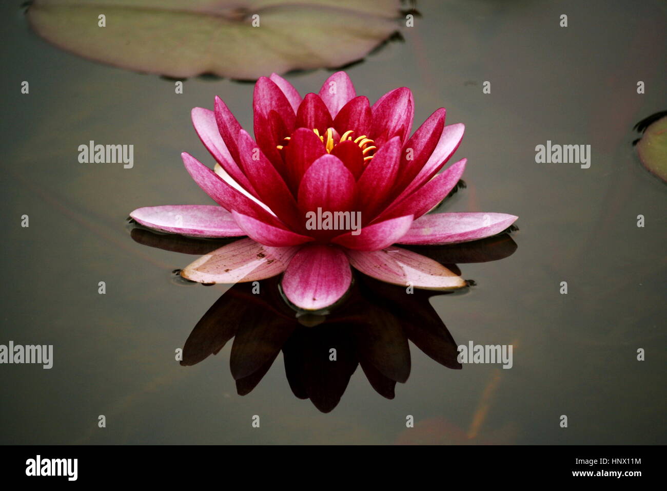 Water surface lily hi-res stock photography and images - Alamy