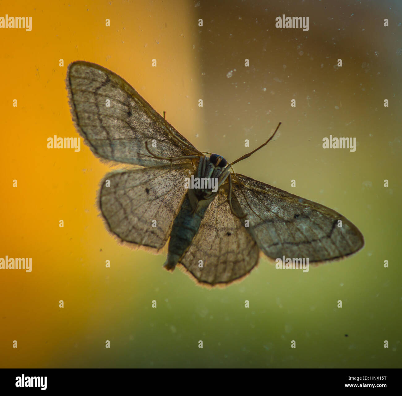 Invertebrates moth hi-res stock photography and images - Alamy