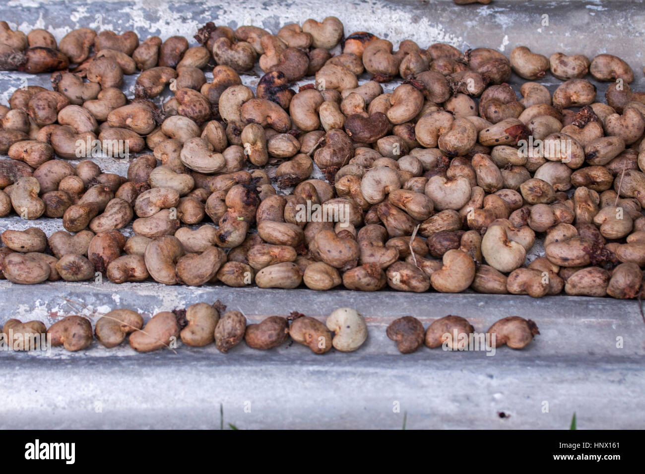 Cashew nut kernels drying out on table in Brazil Stock Photo - Alamy