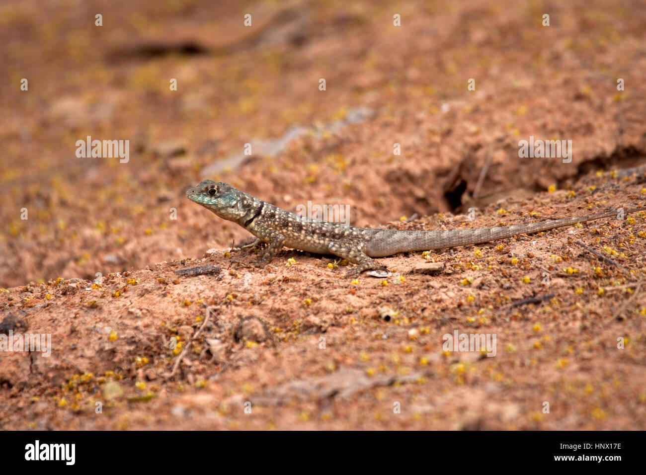 Lizards of brazil hi-res stock photography and images - Alamy