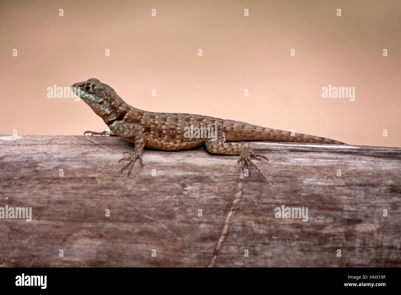 Lizards of brazil hi-res stock photography and images - Alamy