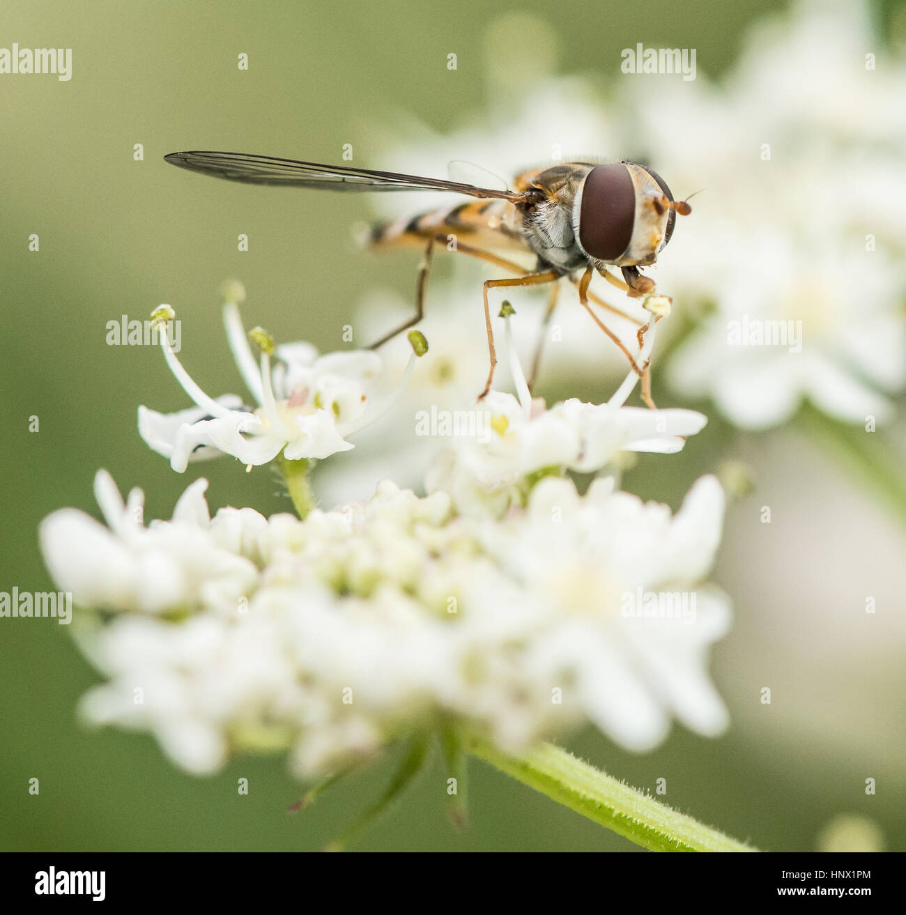 Invertebrates fly hi-res stock photography and images - Alamy