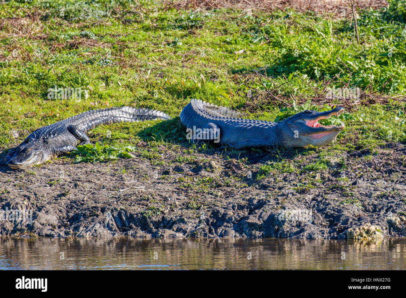 Paynes prairie preserve alligator hi-res stock photography and images ...