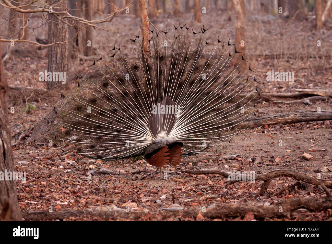 Indian peacock displaying with rear view of fanned out tail Stock Photo ...