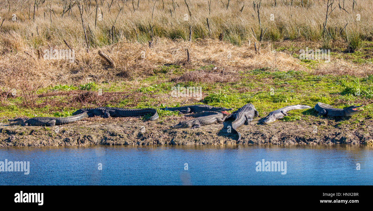 Alligatoprs along the La chua trail in Paynes Prairie Preserve State ...