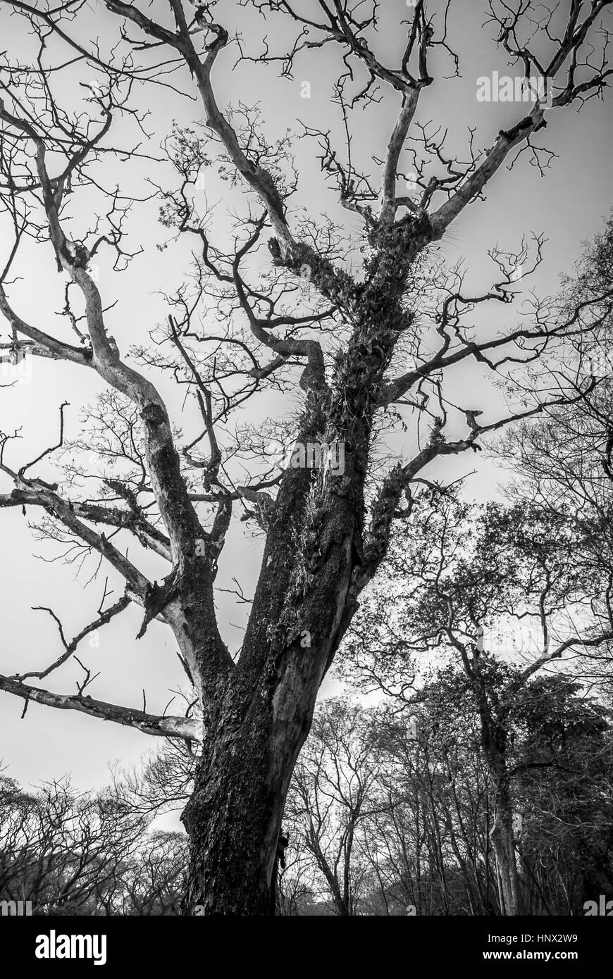 Botanical structure Black and White Stock Photos & Images - Alamy