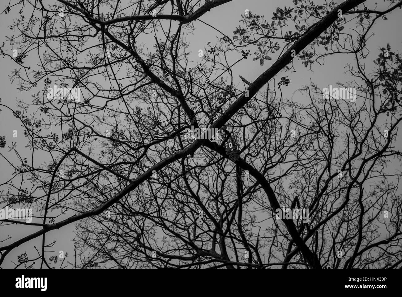 Botanical structure Black and White Stock Photos & Images - Alamy