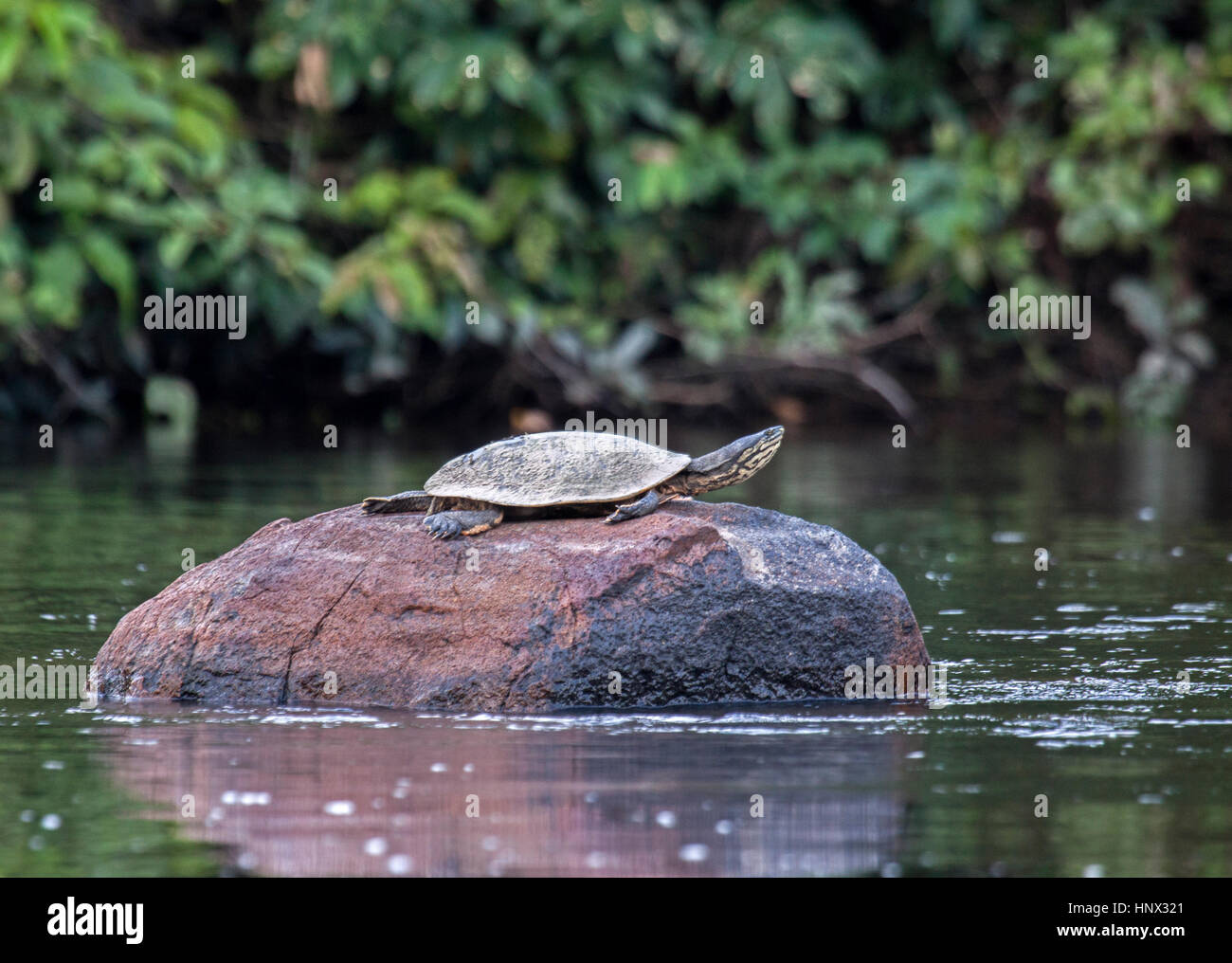River turtle hi-res stock photography and images - Alamy