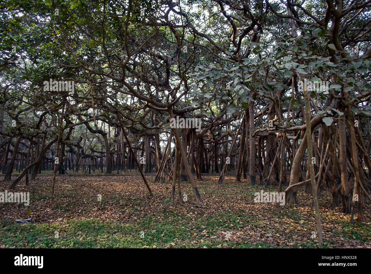 Oldest banyan tree india hi-res stock photography and images - Alamy
