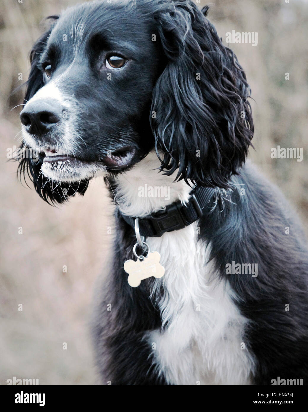 Cocker Spaniel Dog Stock Photo - Alamy