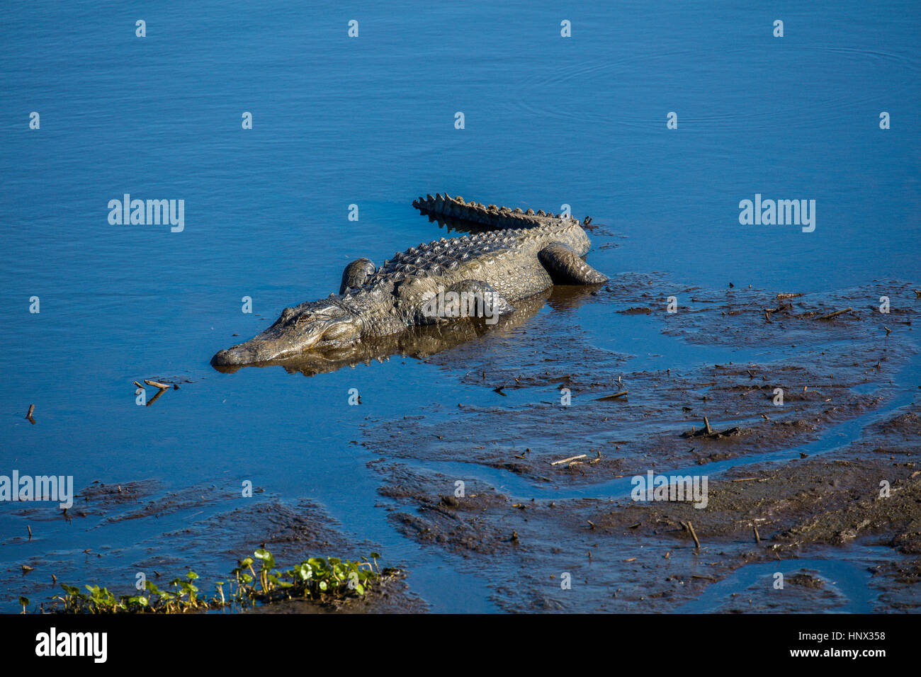Alligator along the La chua trail in Paynes Prairie Preserve State ...