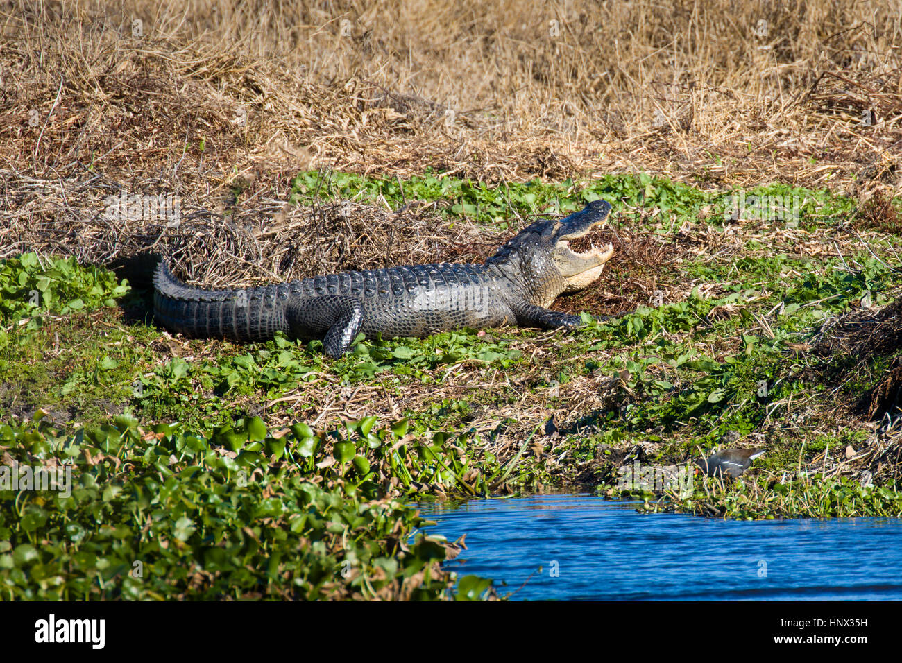 Alligator along the La chua trail in Paynes Prairie Preserve State ...