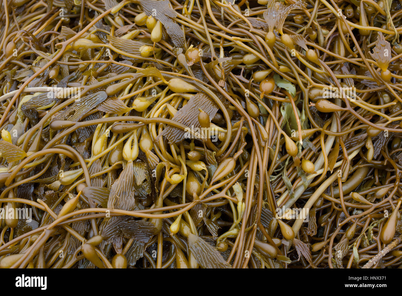 Kelp seaweed hi-res stock photography and images - Alamy