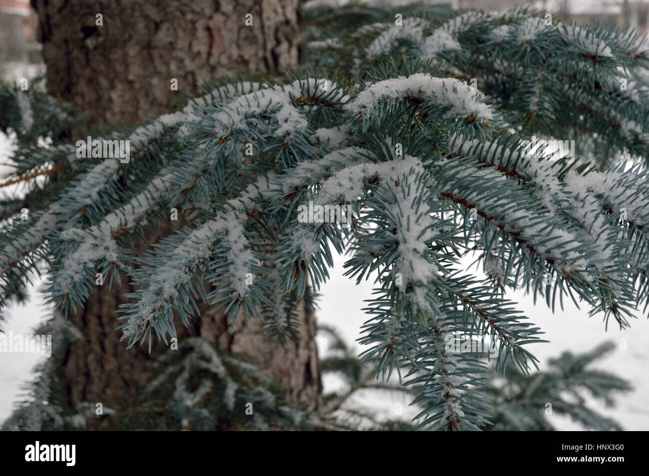 Pine tree branch with snow caps Stock Photo - Alamy