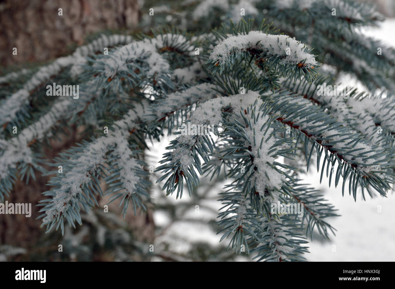 Pine tree branch with snow caps Stock Photo - Alamy