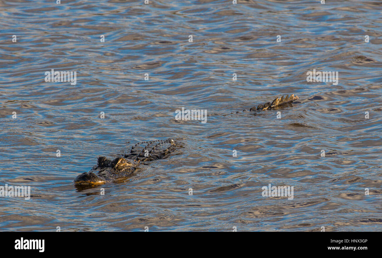 Alligator along the La chua trail in Paynes Prairie Preserve State ...