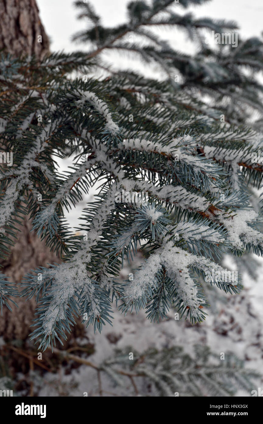 Pine tree branch with snow caps Stock Photo - Alamy