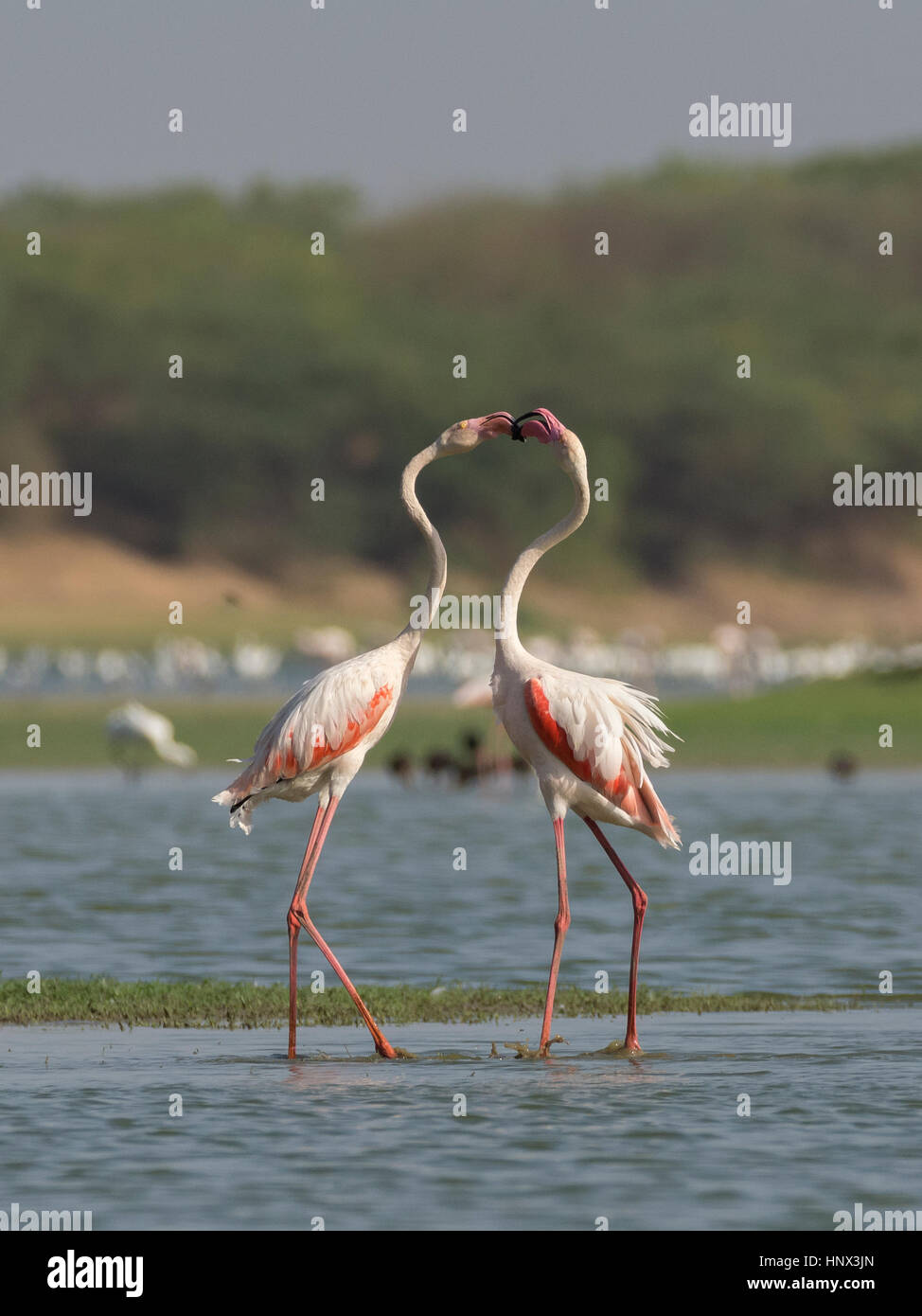 Greater Flamingo (Phoenicopterus roseus) fighting Stock Photo - Alamy