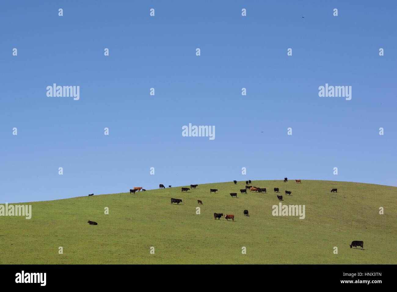 Cows on a green rolling hill in Sonoma County, California, USA Stock ...