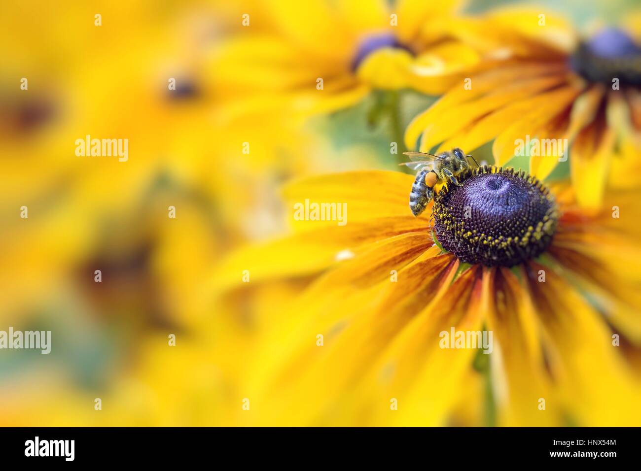 Close-up photo of a Western Honey Bee gathering nectar and spreading ...