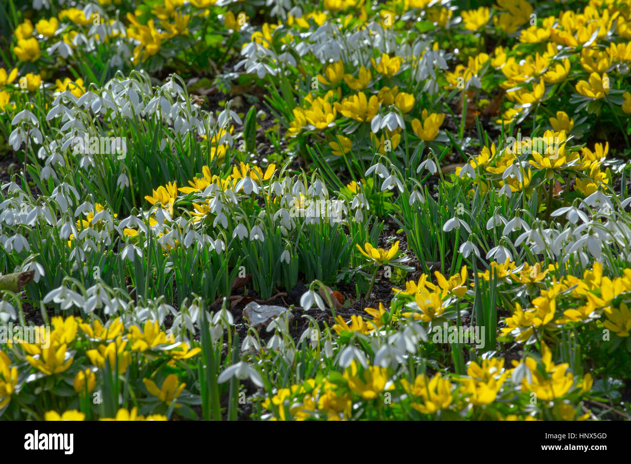 Snowdrops Galanthus nivalis and Winter Aconites Eranthis hyemalis Stock ...