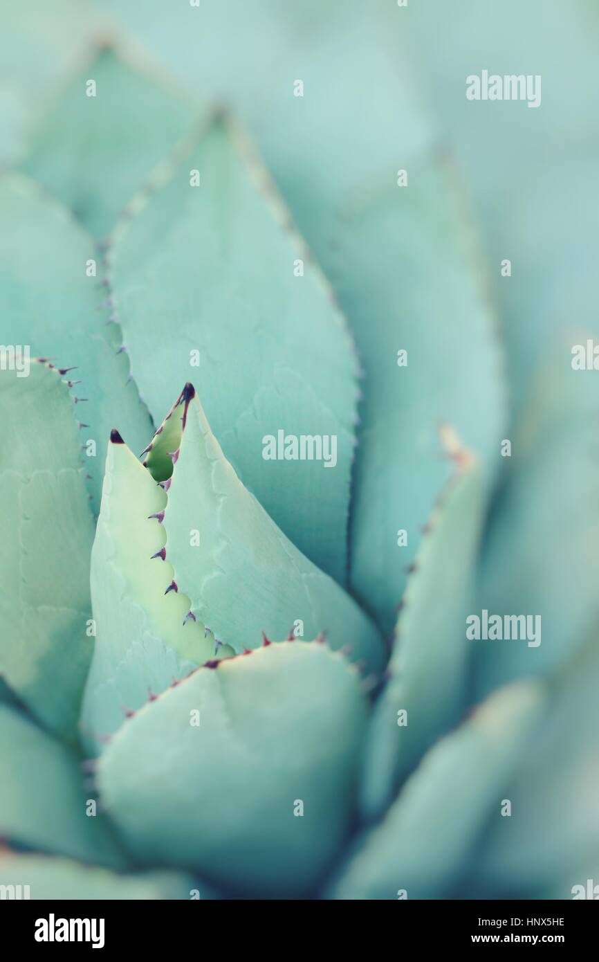 Sharp spiny leaves aloe plant hi-res stock photography and images - Alamy