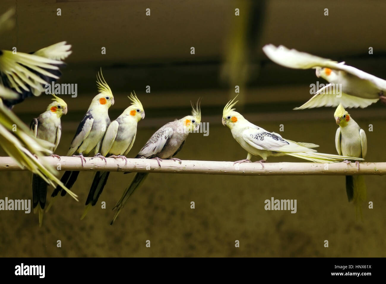 Parrots sitting on a perch Stock Photo - Alamy