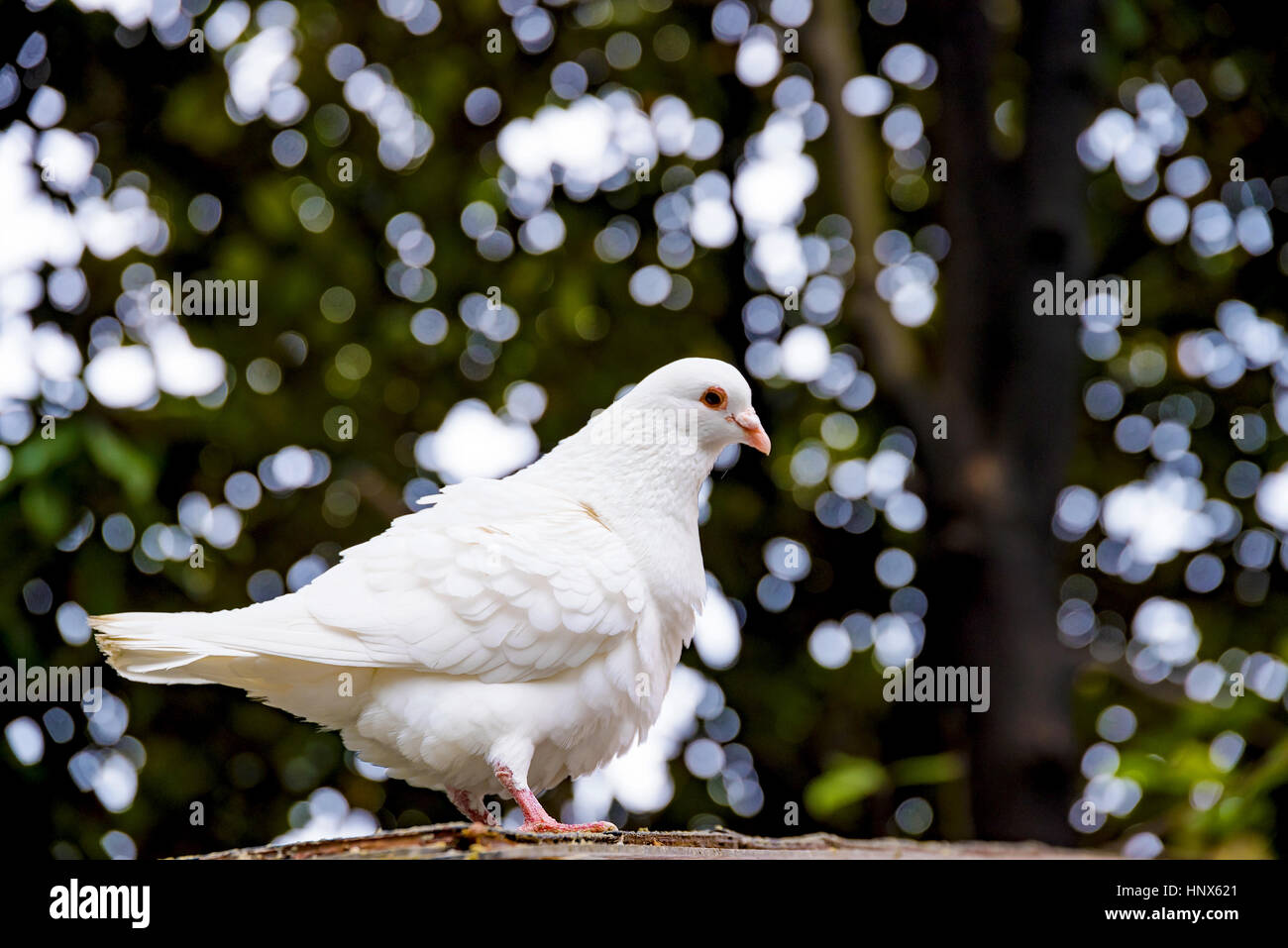 Side portrait of a white pigeon outdoors Stock Photo - Alamy