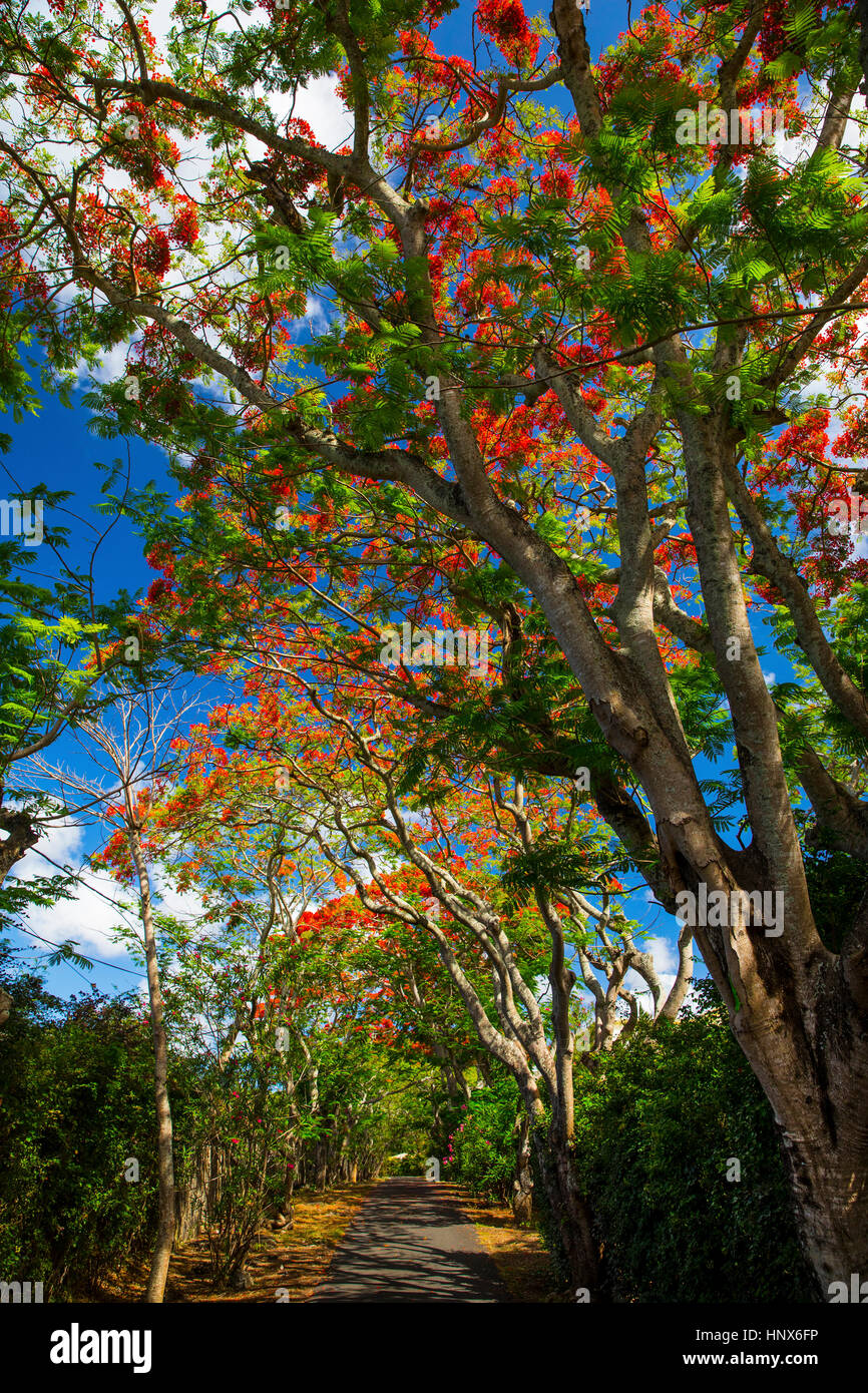 Royal mauritius hi-res stock photography and images - Alamy