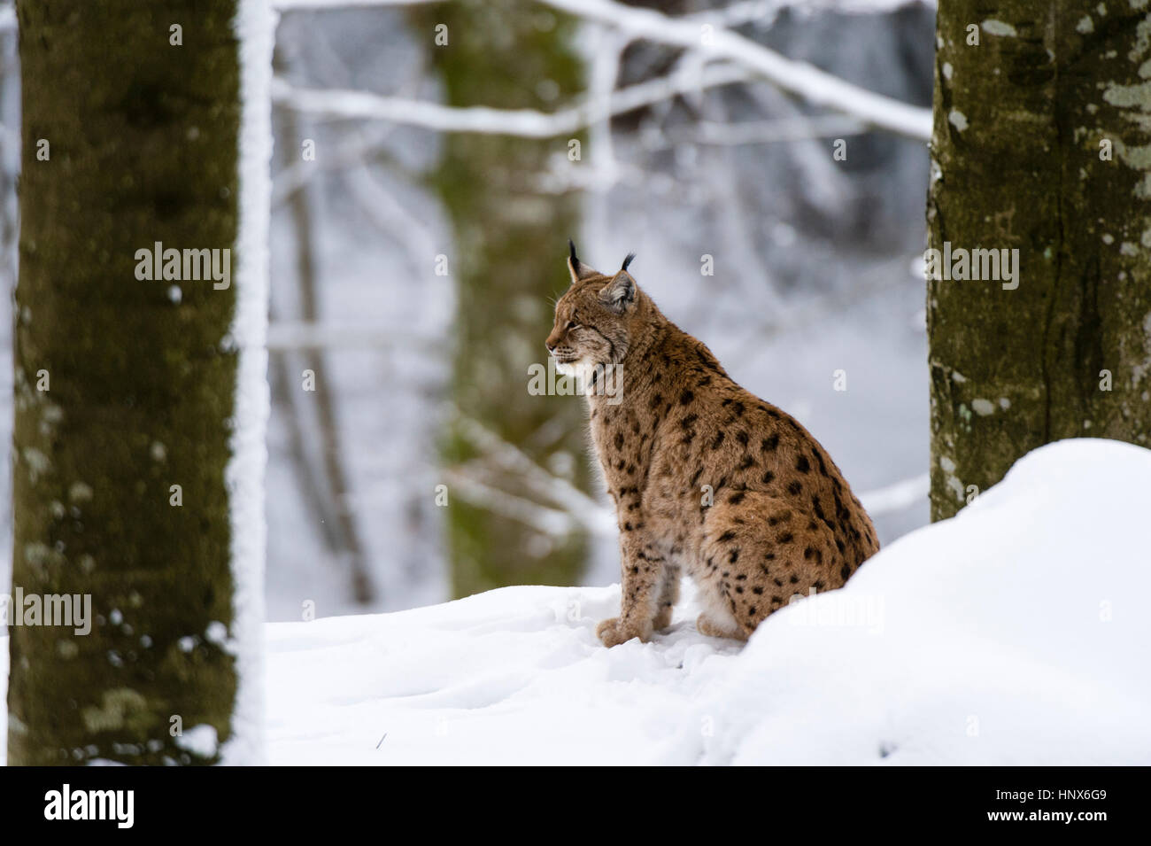 European lynx (Lynx linx), Bavarian Forest National Park, Bavaria ...