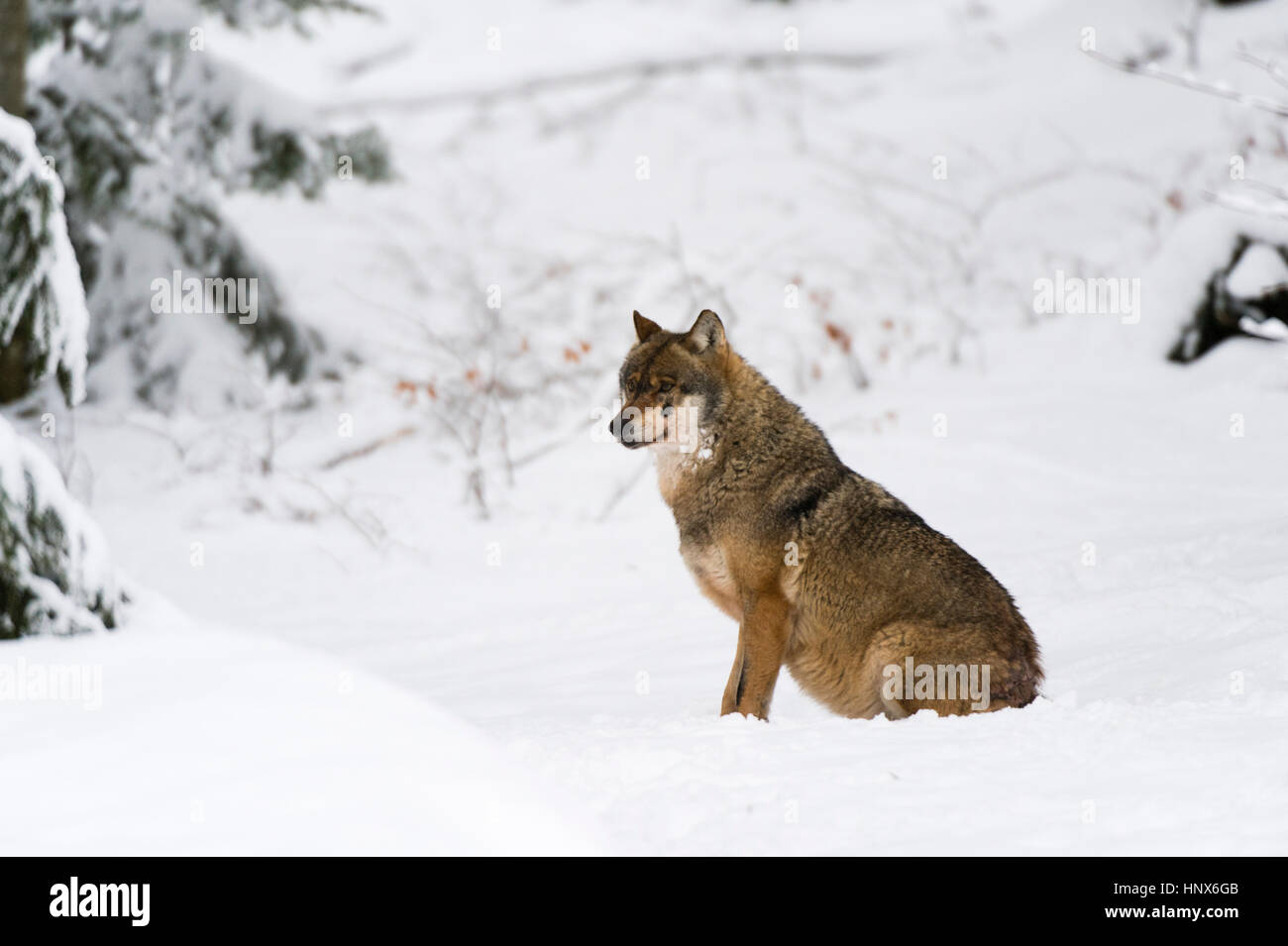 Wild grey wolf sitting snow hi-res stock photography and images - Alamy