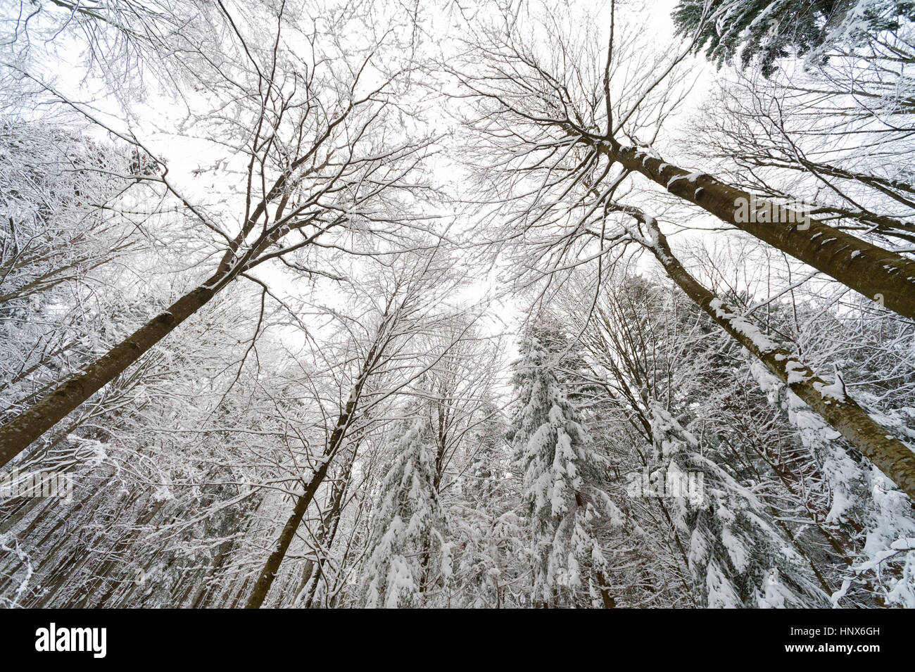 Snow covered trees, low angle view, Bavarian Forest National Park ...
