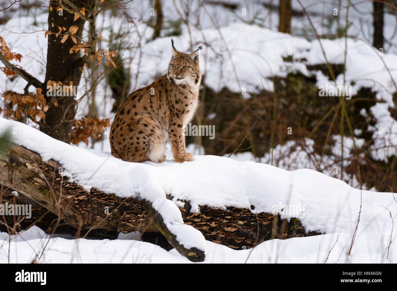 European lynx (Lynx linx), Bavarian Forest National Park, Bavaria ...