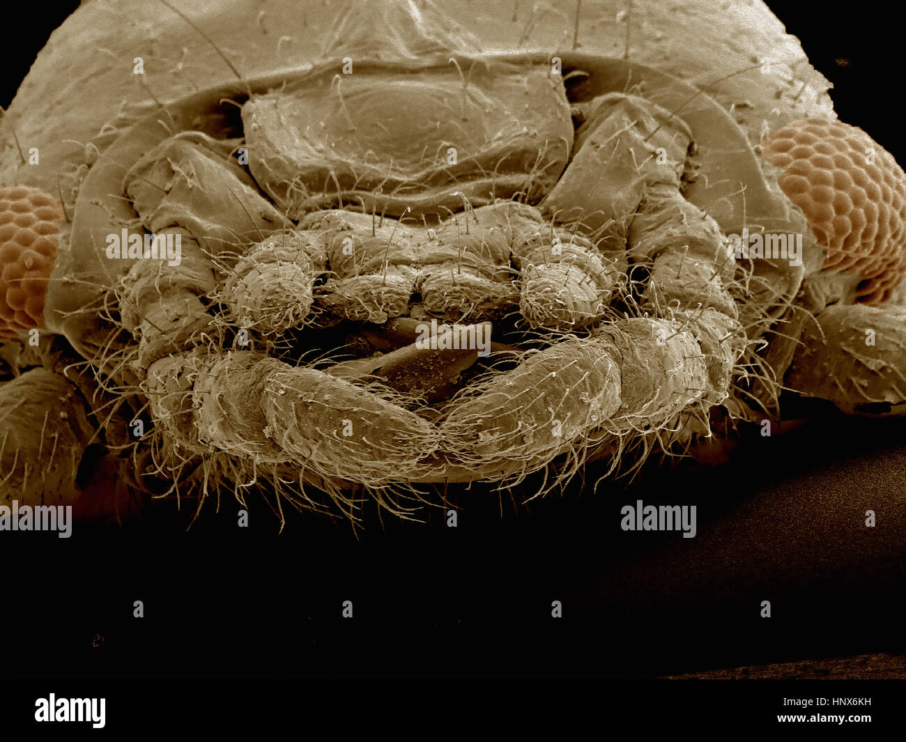 Scanning electron micrograph of the head of an webspinner (Embioptera ...