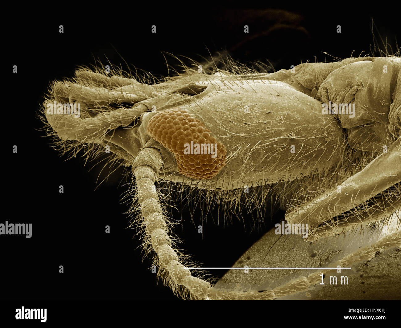 Scanning electron micrograph of the head of an webspinner (Embioptera ...