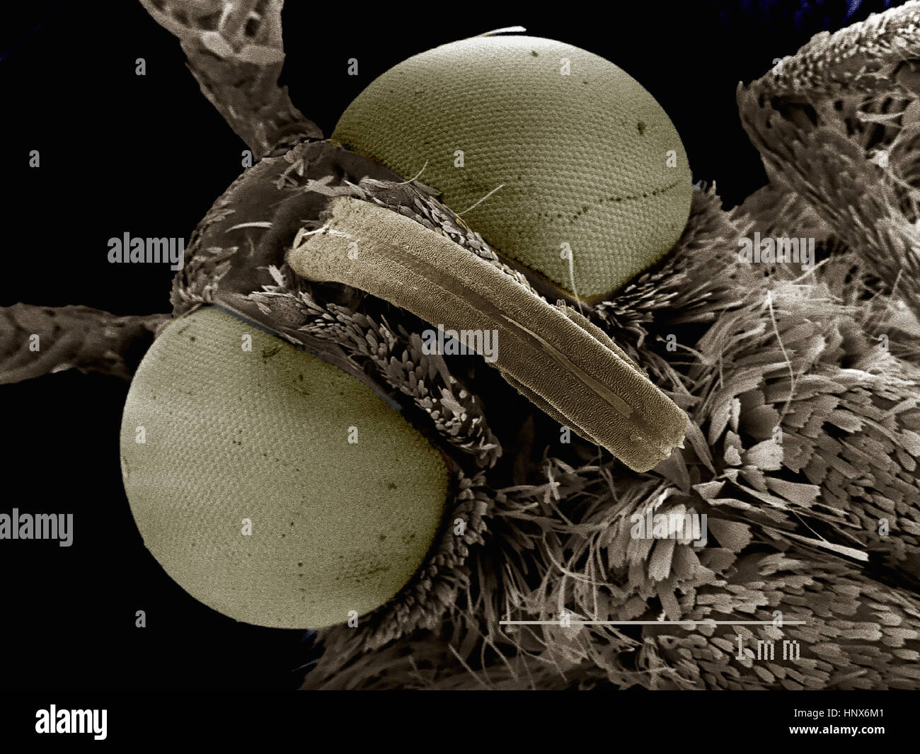 Scanning electron micrograph of the head of a moth Stock Photo - Alamy