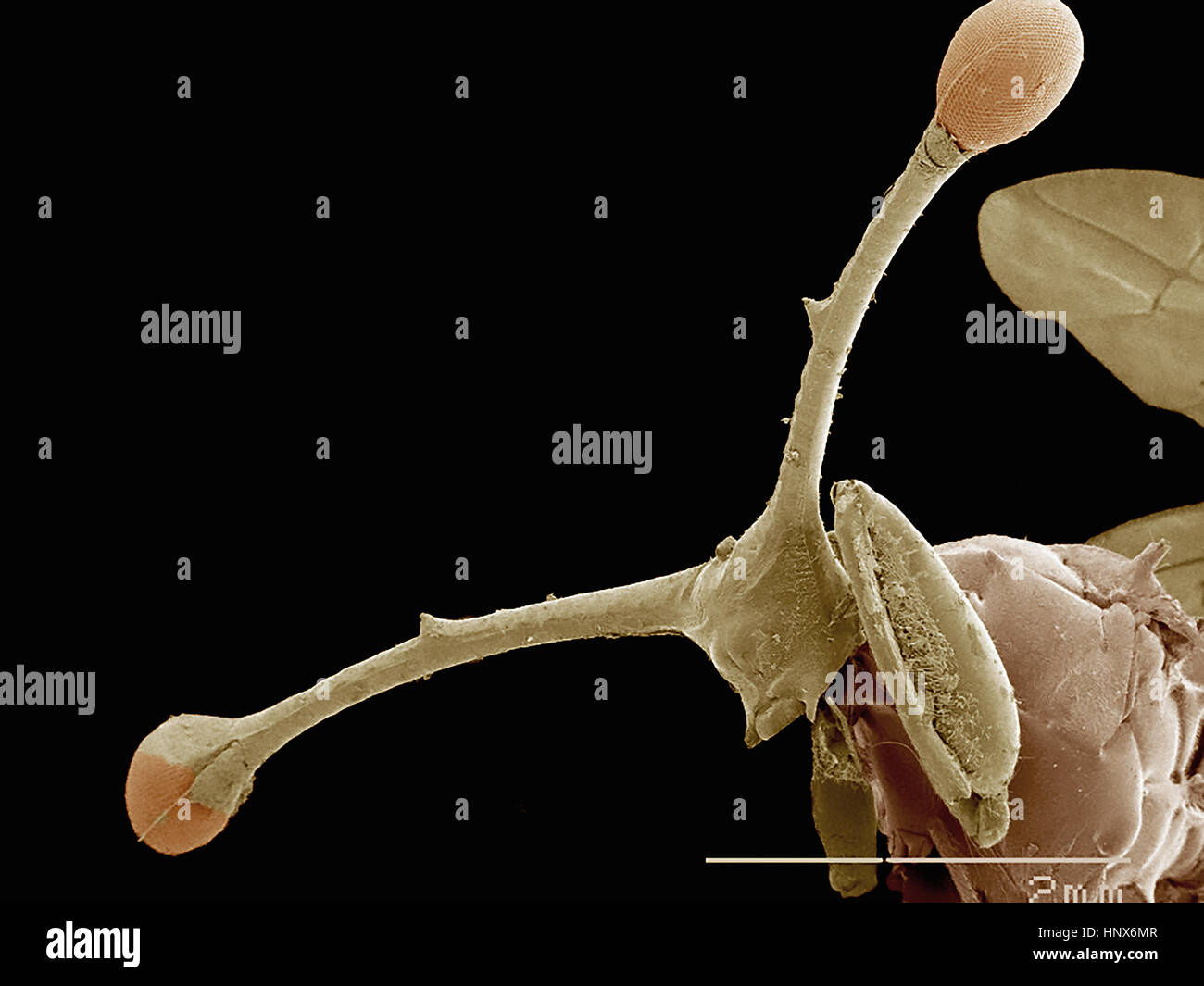 Scanning electron micrograph of a stalk eyed fly (Diptera: Diopsidae ...