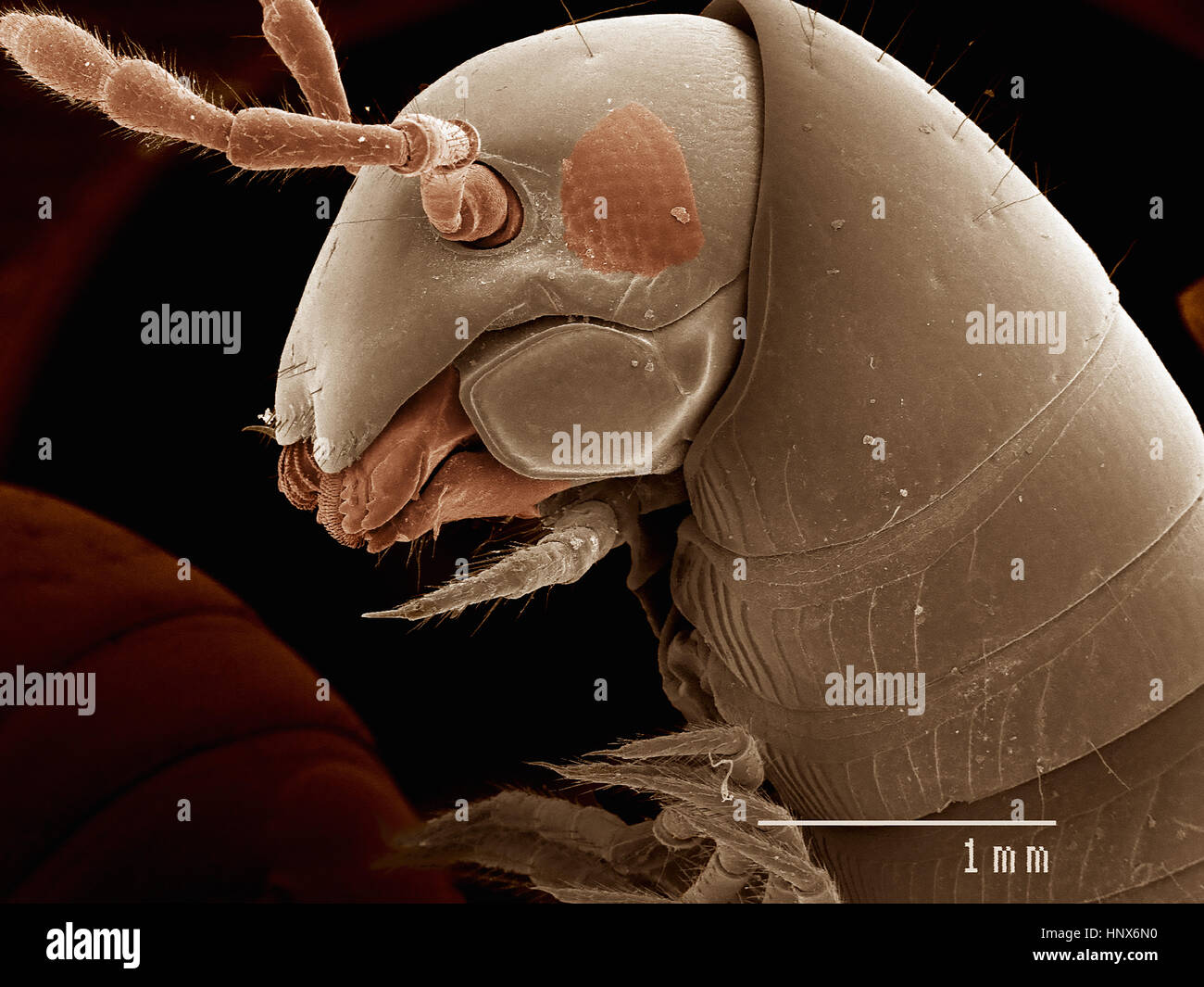 Male microscopy hi-res stock photography and images - Alamy