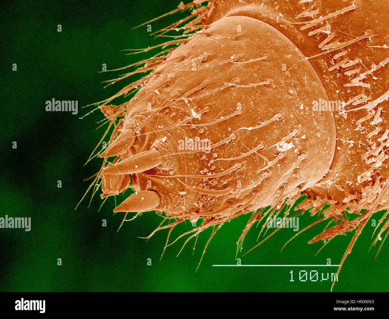 Male microscopy hi-res stock photography and images - Alamy