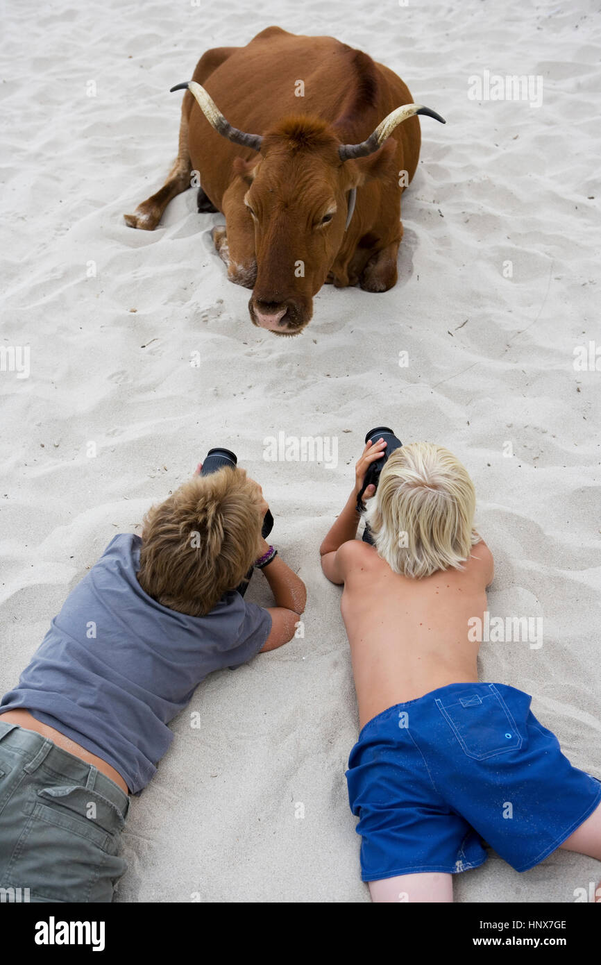 Two young men lying on beach photographing bull, Majorca, Spain Stock ...
