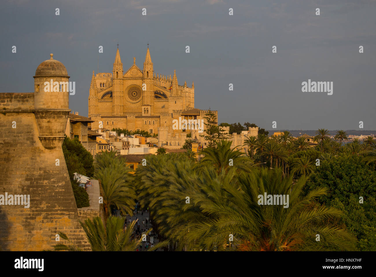 Palm of mallorca hi-res stock photography and images - Alamy