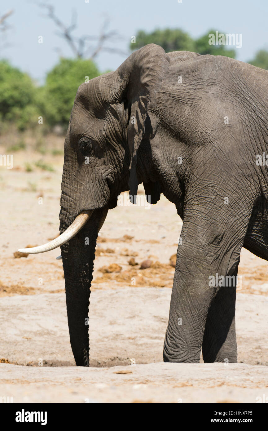 Side view african elephant hi-res stock photography and images - Alamy