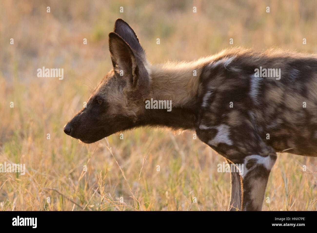 View african wild dog hi-res stock photography and images - Alamy