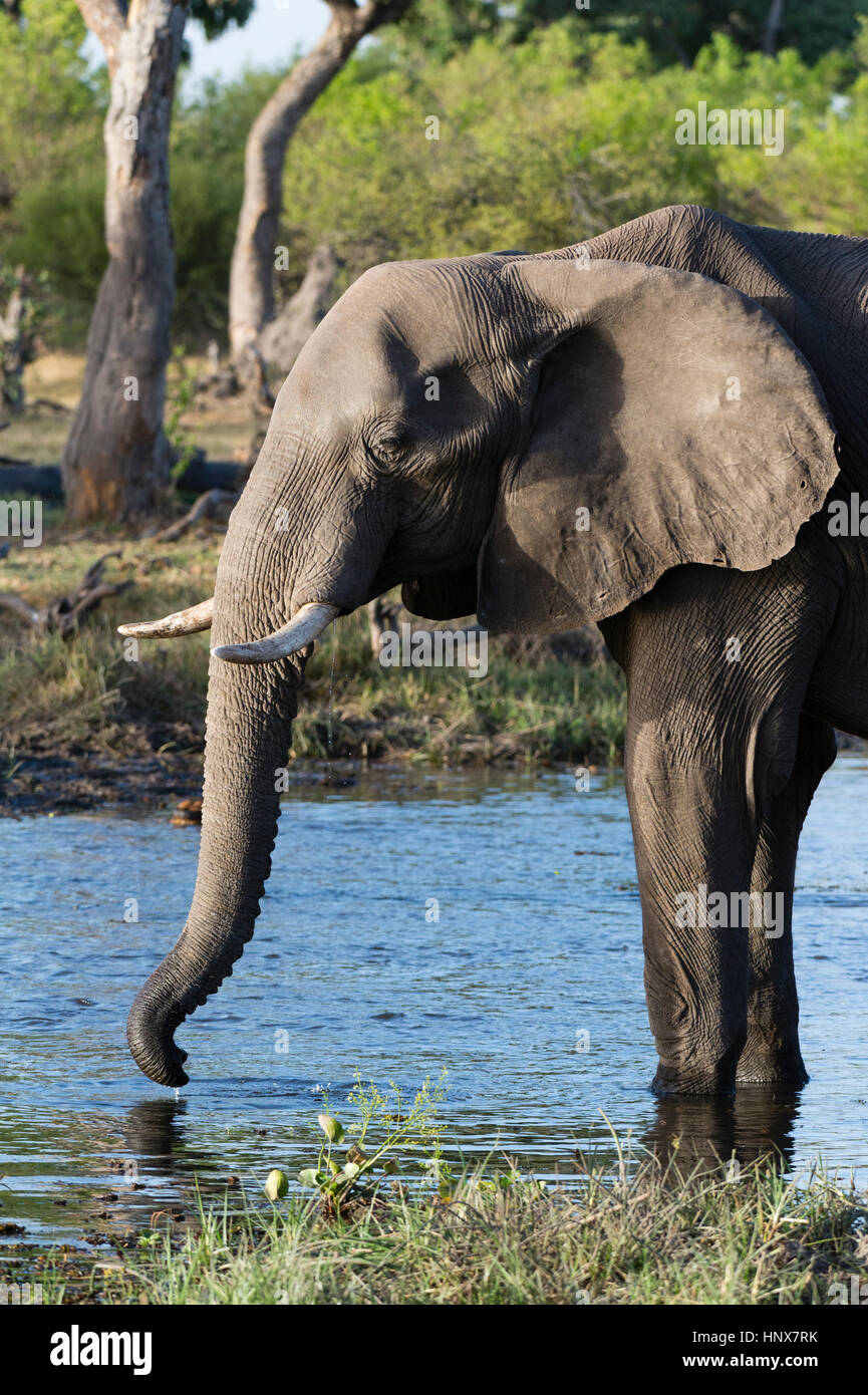 Elephant (Loxodonta africana) drinking in river, Khwai concession ...