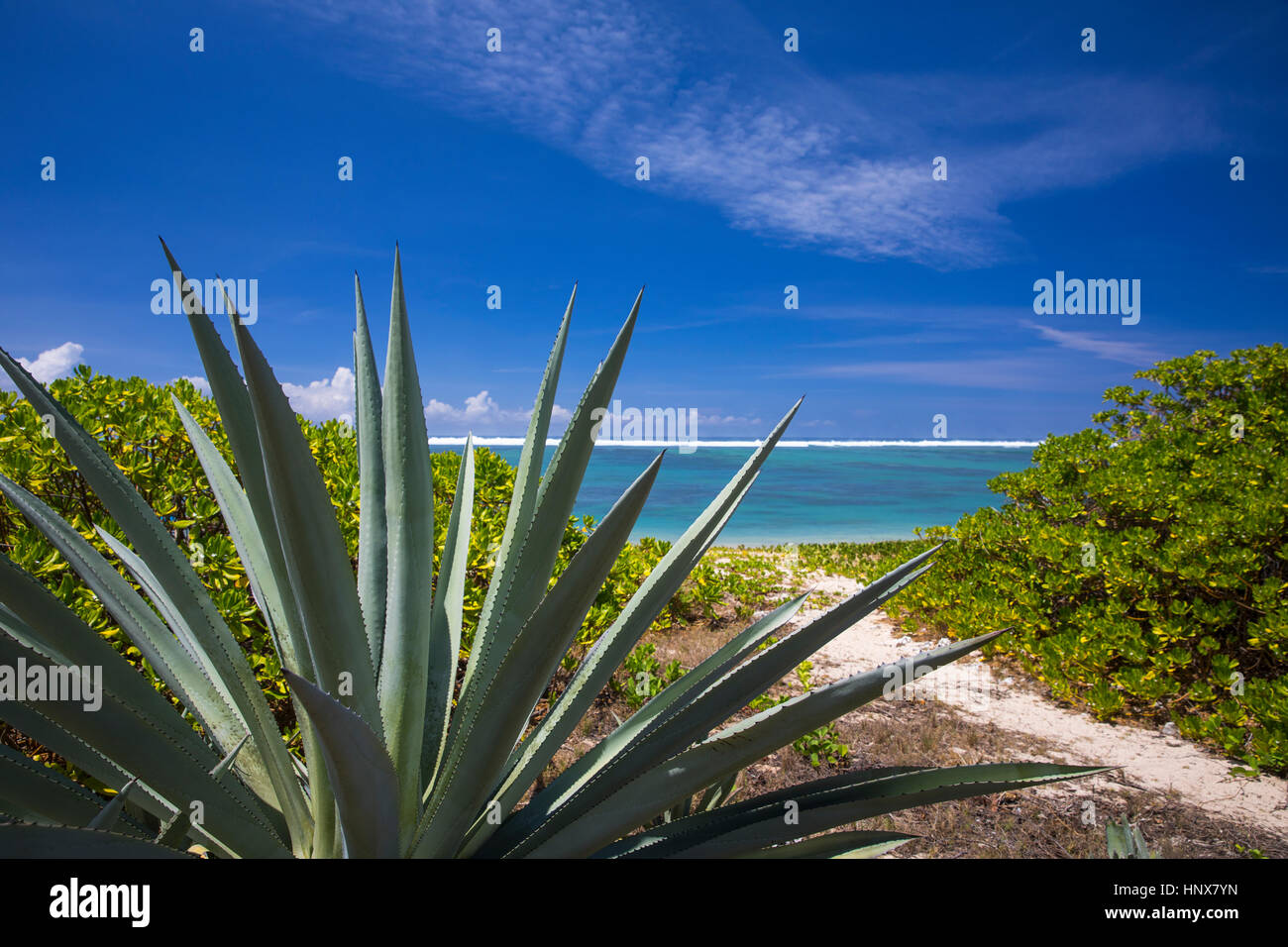 Tropical beach plants hi-res stock photography and images - Alamy