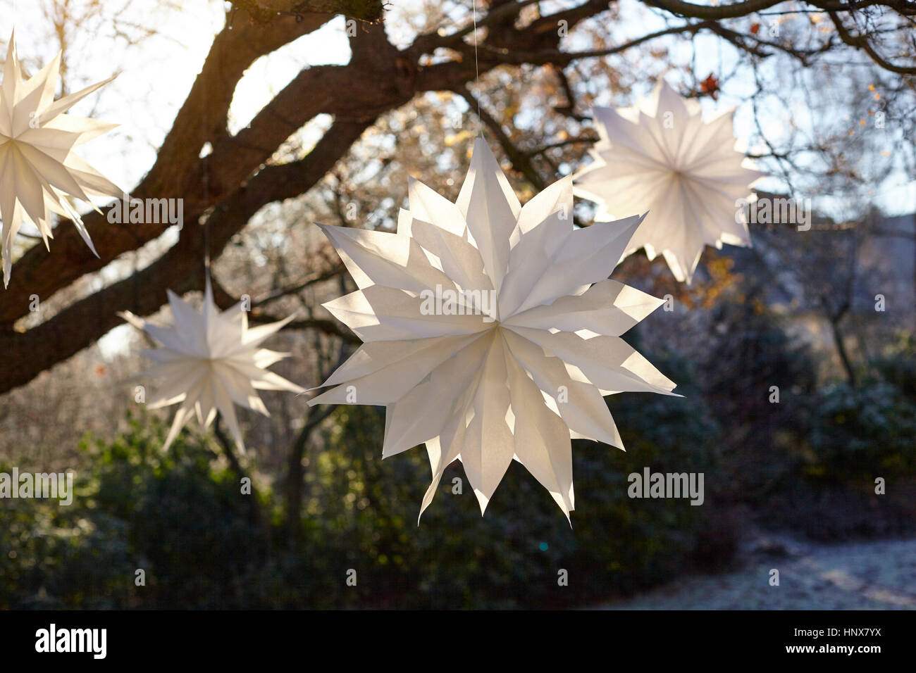 White handmade paper stars hanging from sunlit tree branches Stock ...