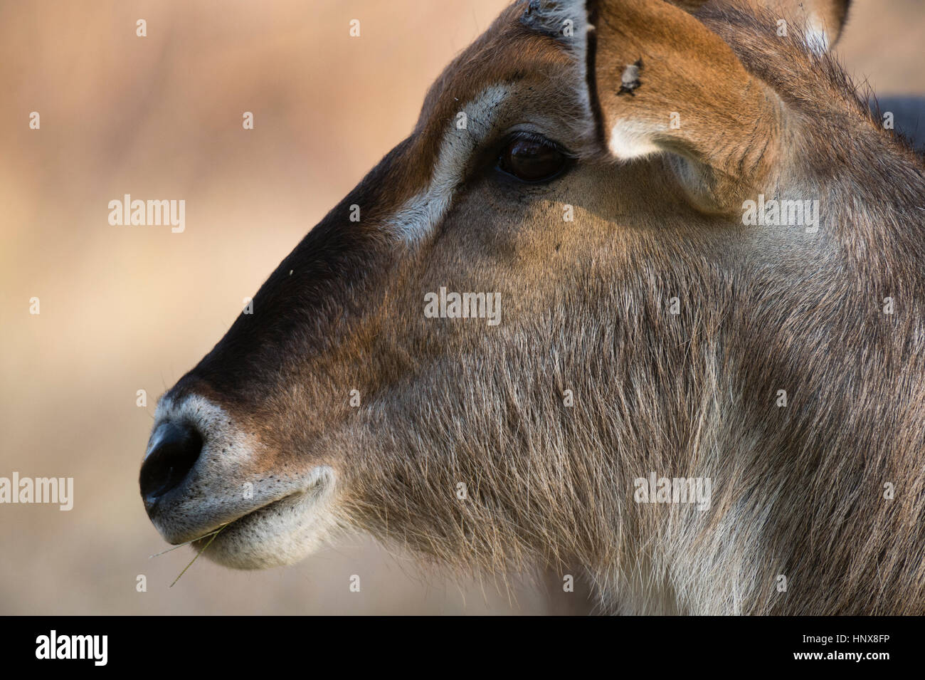 Head shot of waterbuck (Kobus ellipsiprymnus), Khwai concession ...