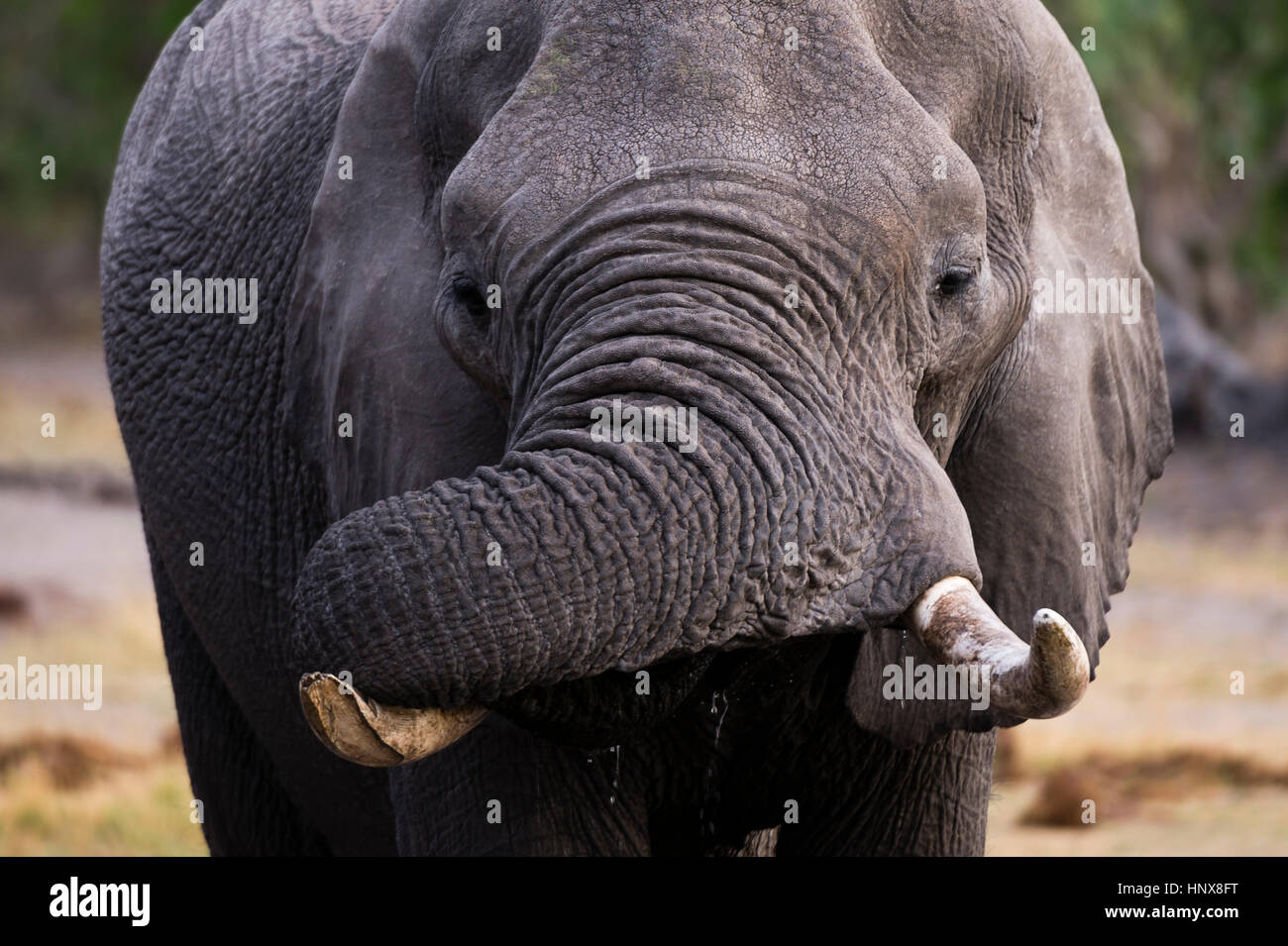 Front view portrait of elephant (Loxodonta africana) drinking, Khwai ...